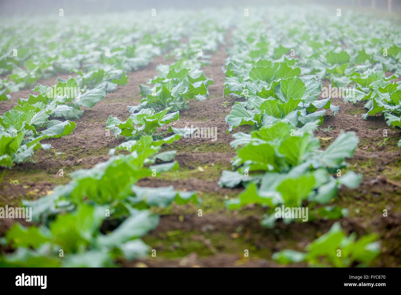 Maturing potato plants hi-res stock photography and images - Alamy