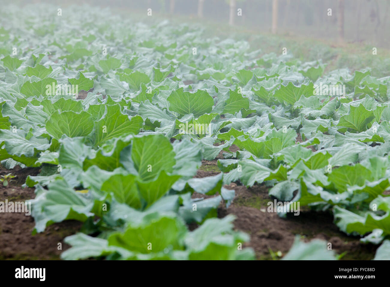 Maturing potato plants hi-res stock photography and images - Alamy