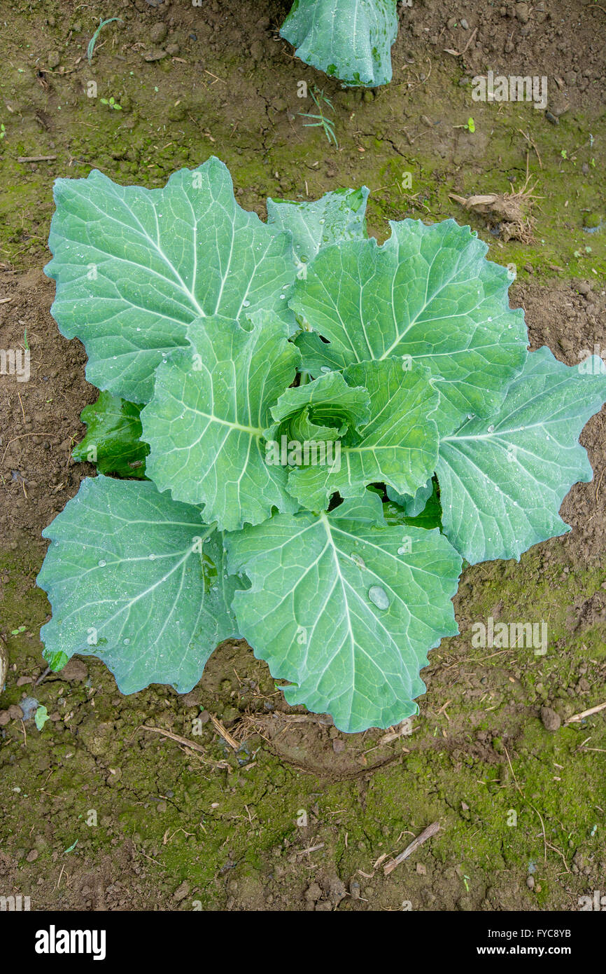 Close-up of a late winter cabbage in the field © Jahangir Alam Onuchcha ...