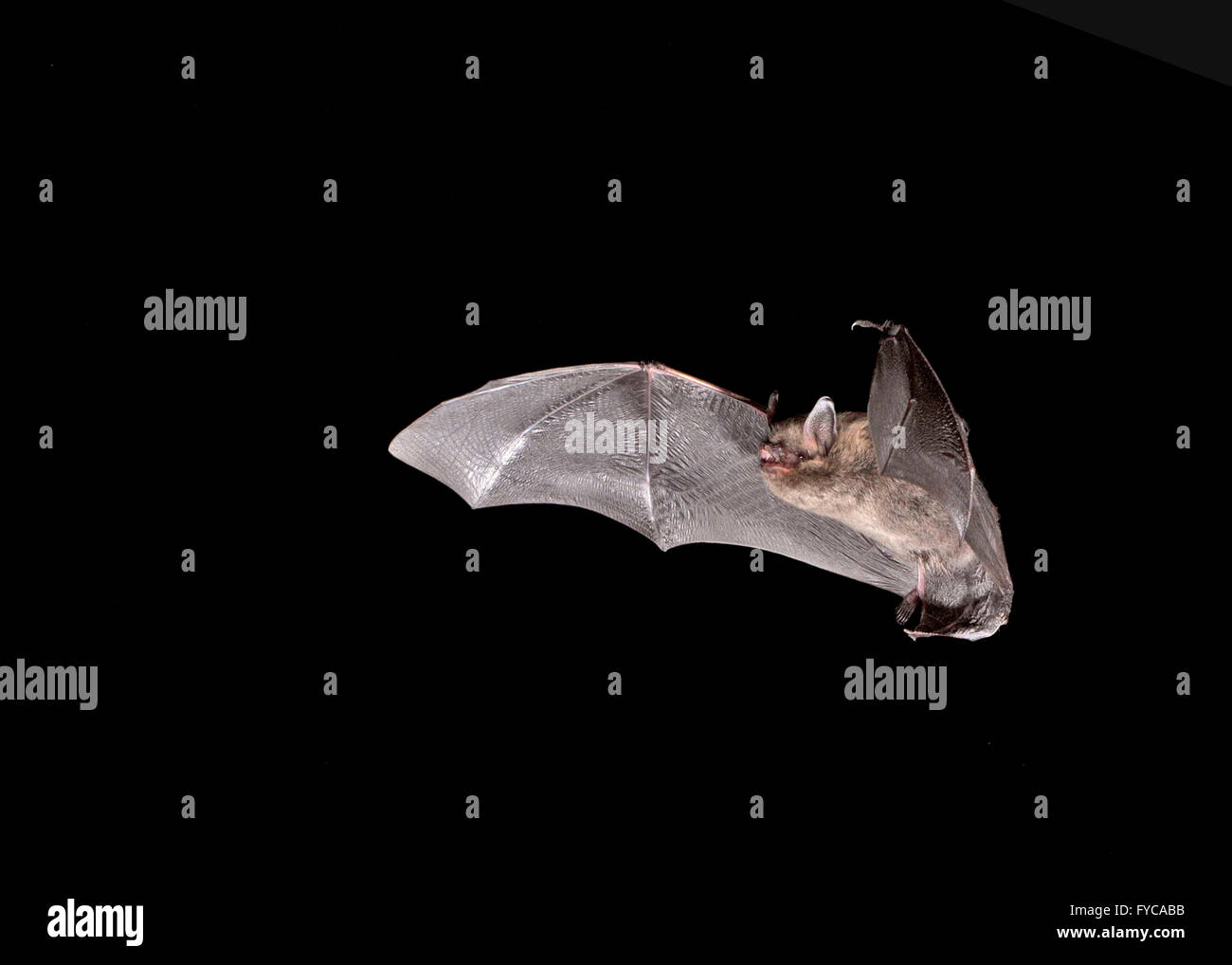 Black myotis bat hi-res stock photography and images - Alamy