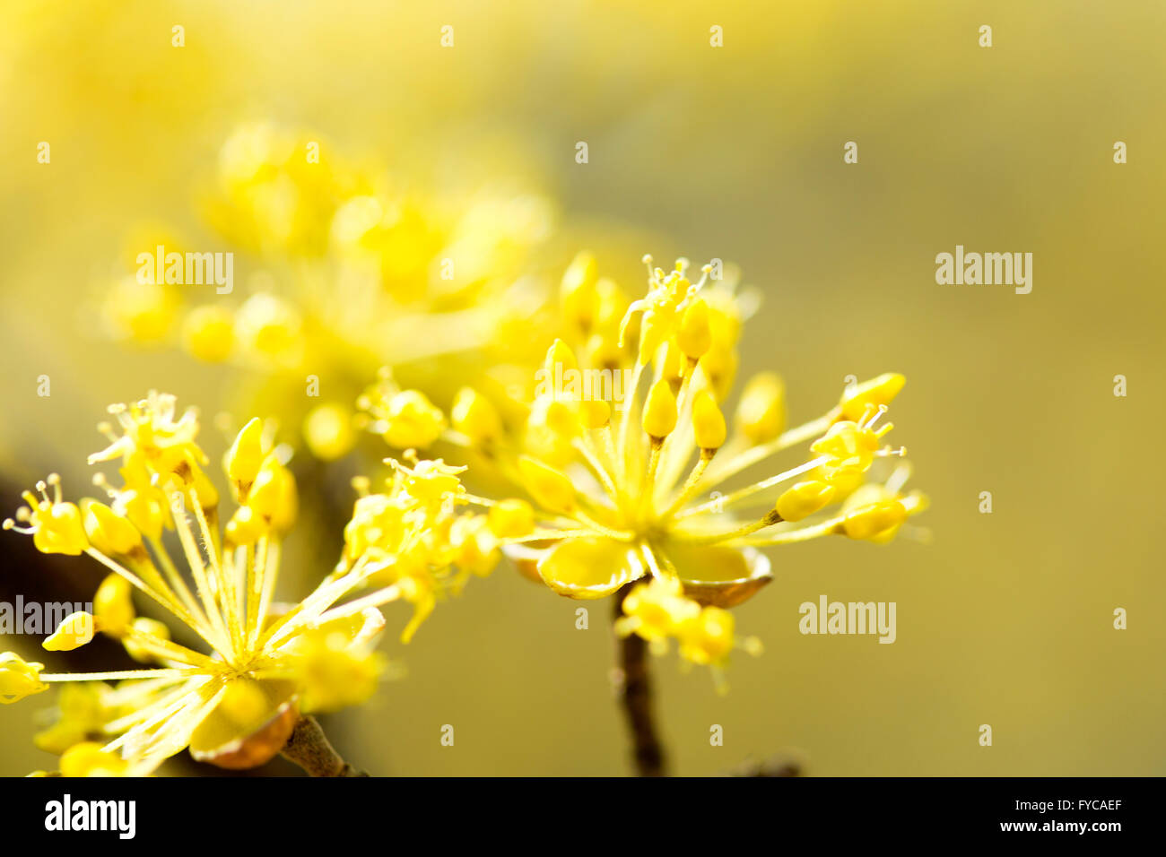 The scent of spring014 Stock Photo - Alamy