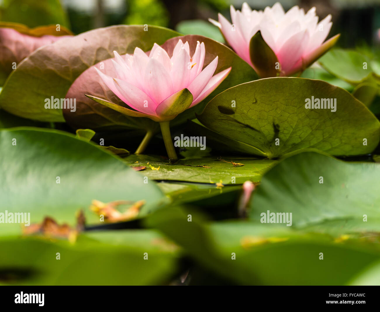 Pink lotus on river Stock Photo - Alamy