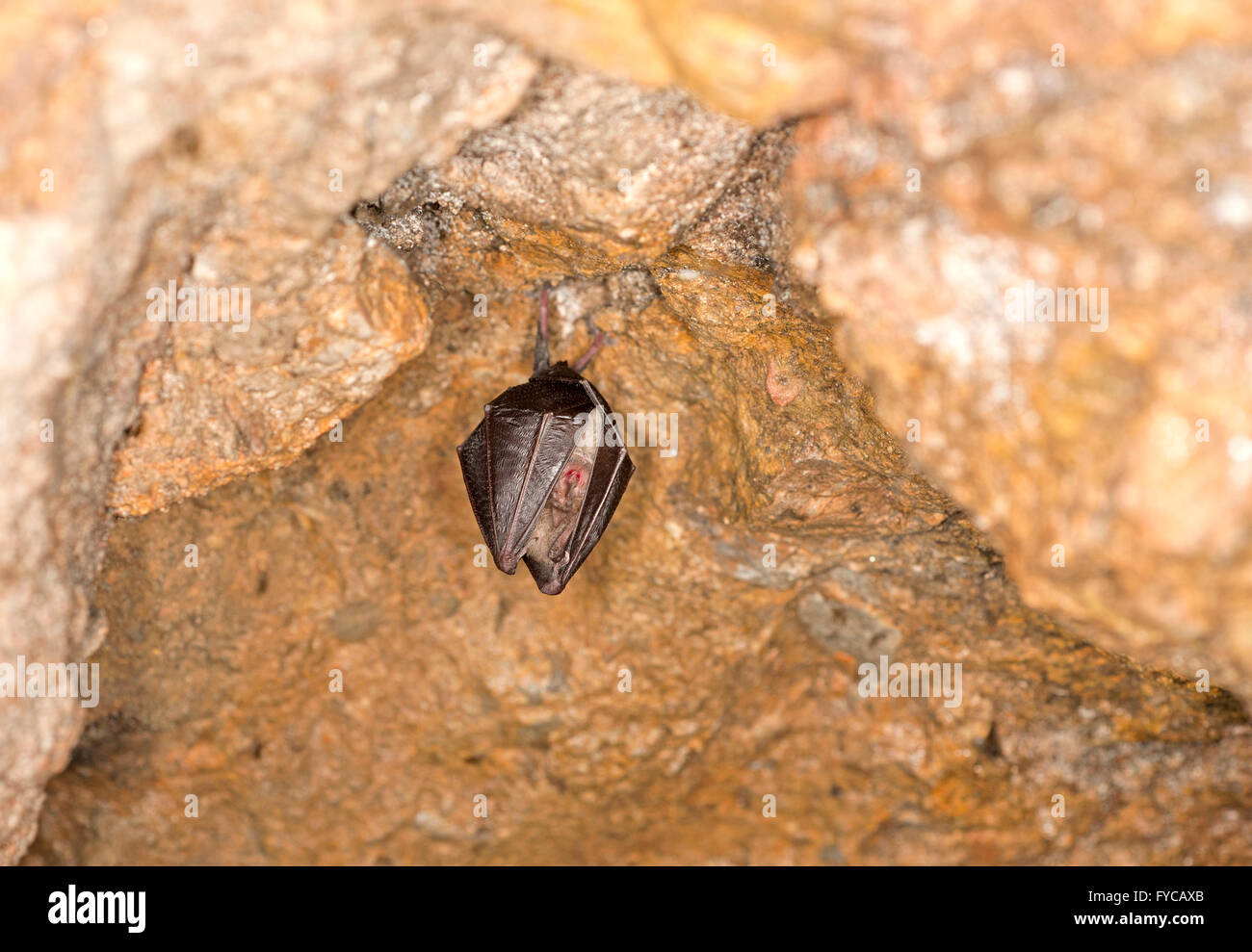 Lesser Horseshoe Bat - Rhinolophus hipposideros Stock Photo - Alamy