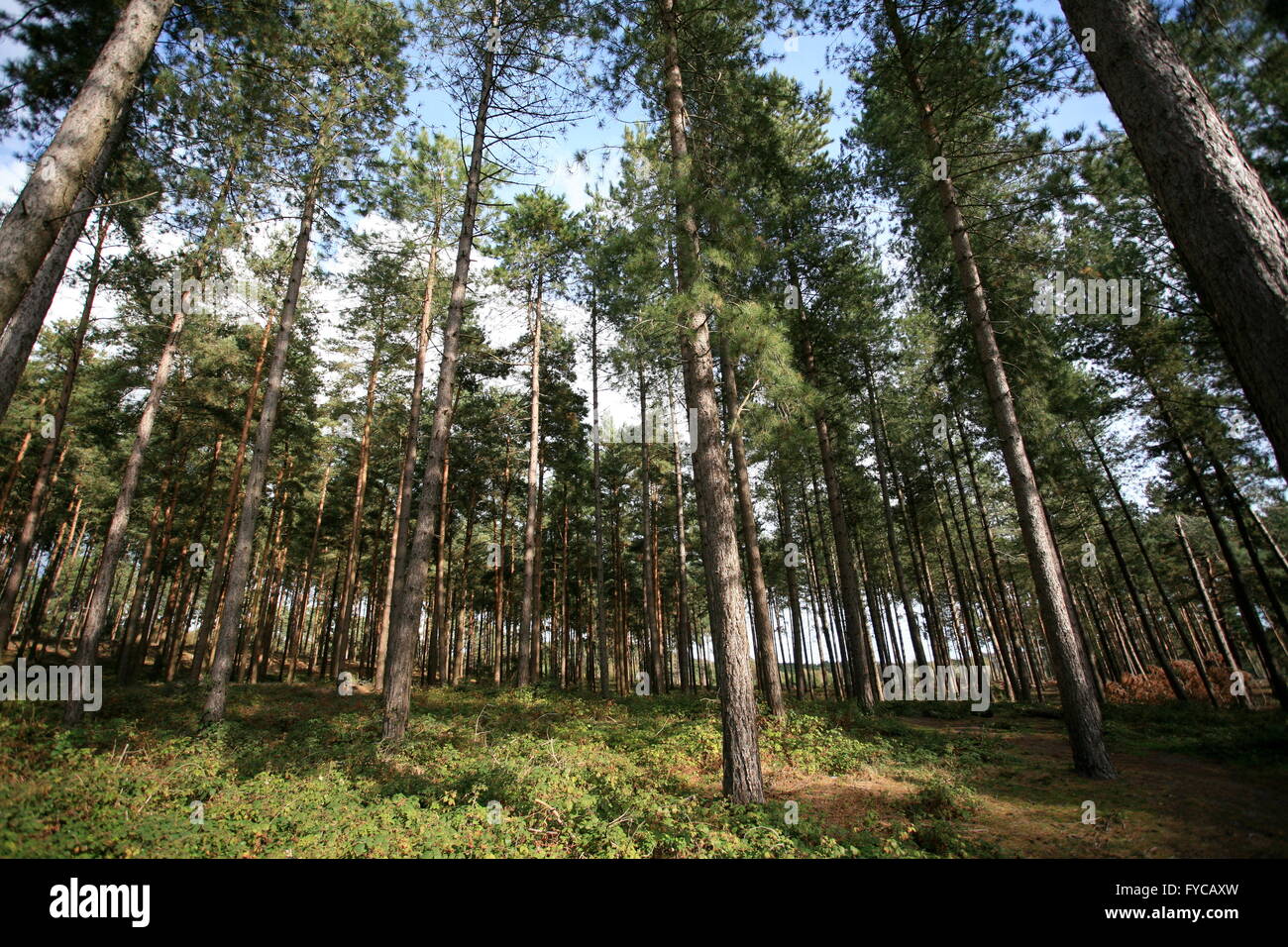 Tall Trees in the Forest Stock Photo - Alamy