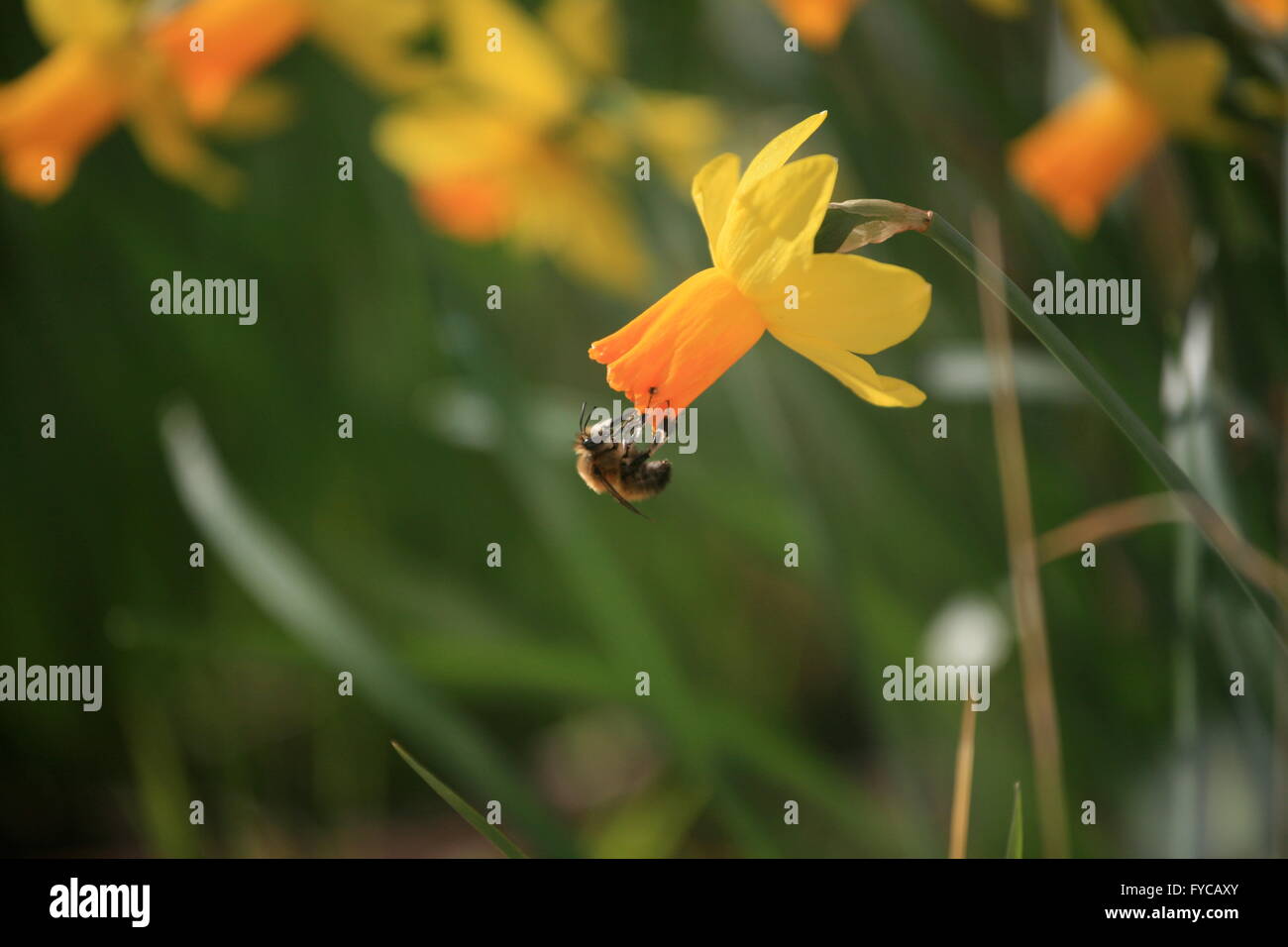 Bee pollinating a daffodil flower Stock Photo - Alamy