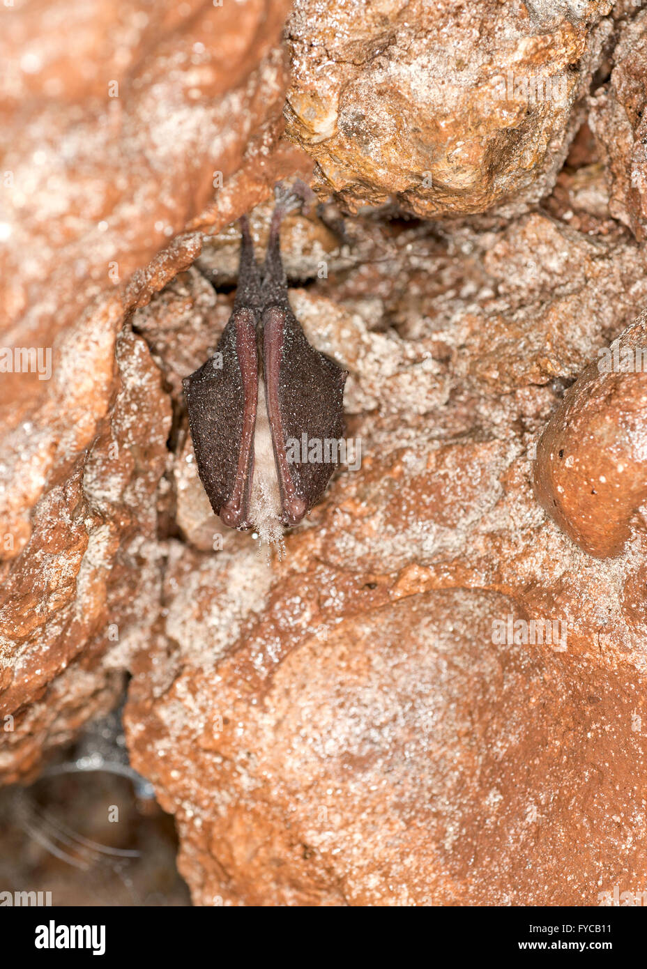 Lesser Horseshoe Bat - Rhinolophus hipposideros Stock Photo - Alamy