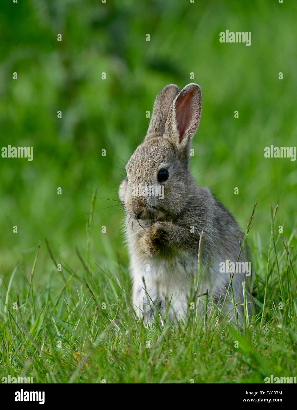 Rabbit - Oryctolagus cuniculus Stock Photo - Alamy