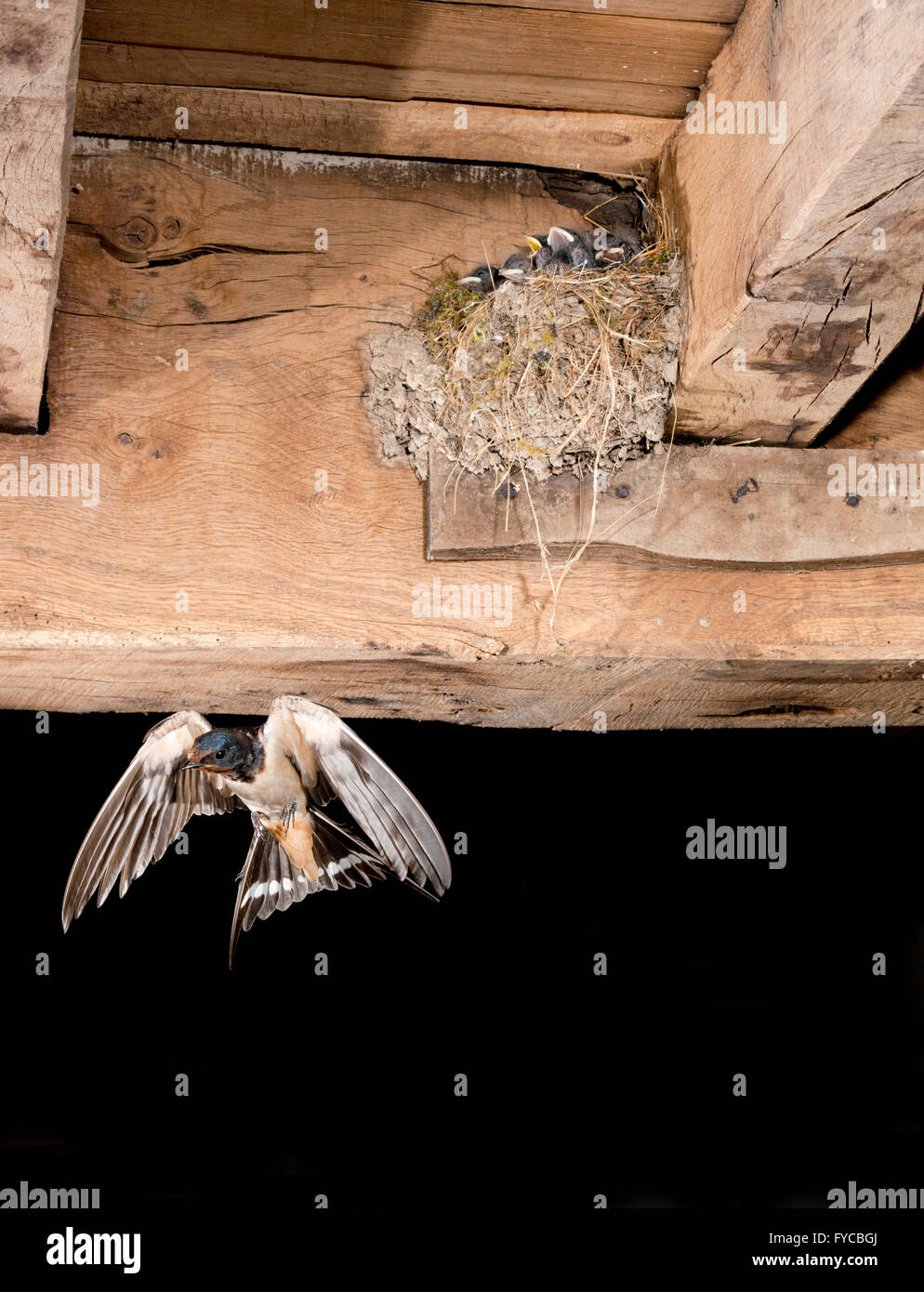 Swallow - Hirundo rustica Stock Photo - Alamy