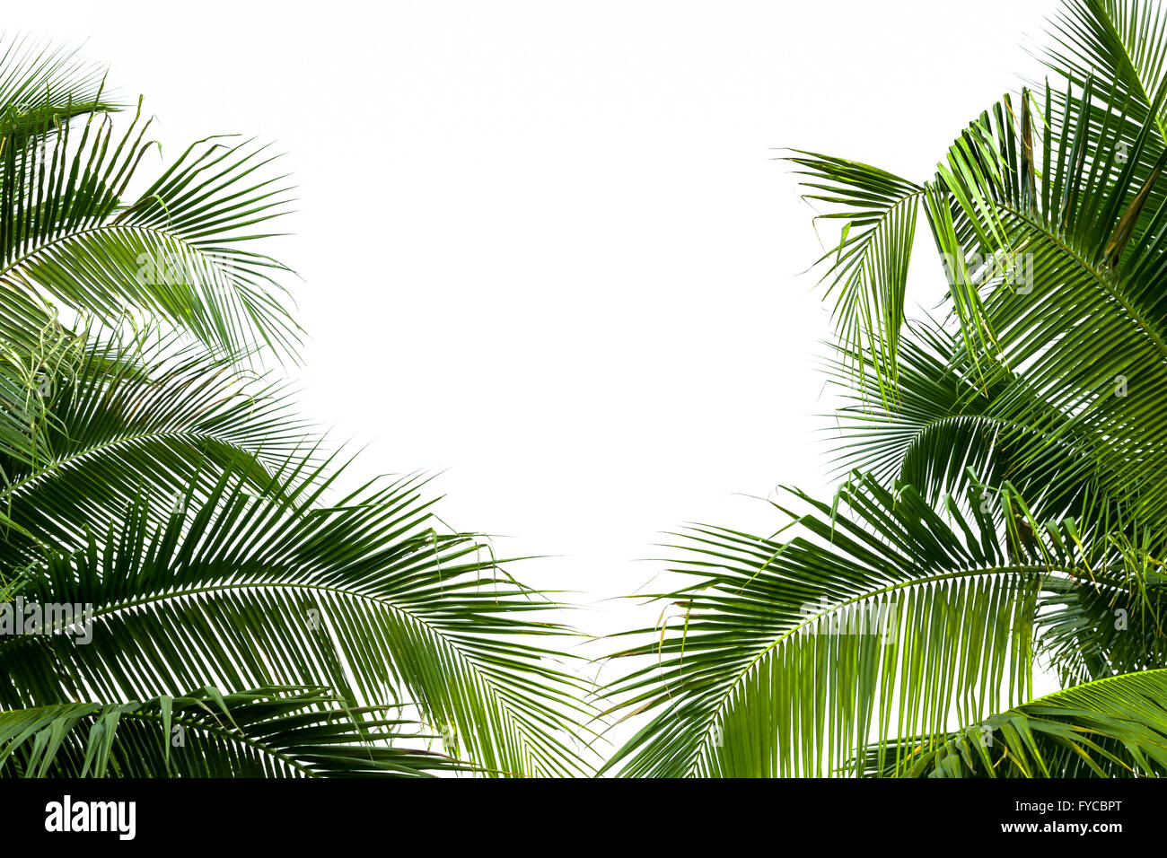 Coconut Tree Leaves Stock Photos & Coconut Tree Leaves Stock Images - Alamy