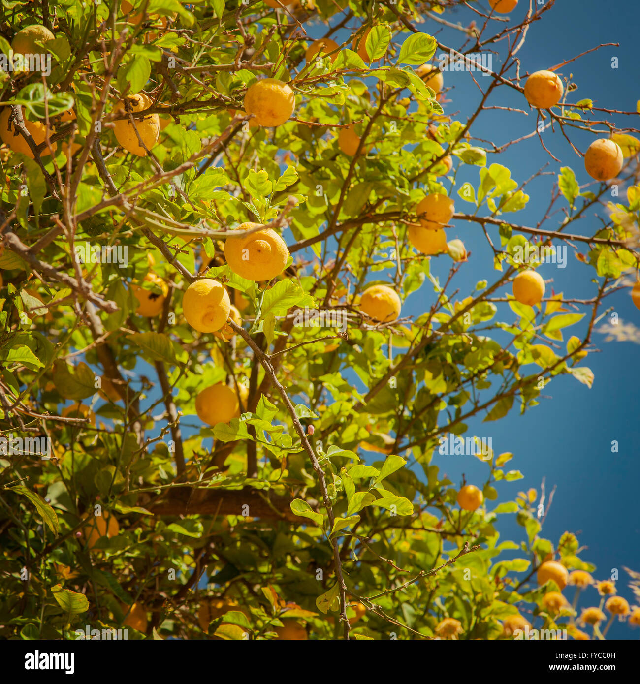Fruit tree greece hi-res stock photography and images - Alamy