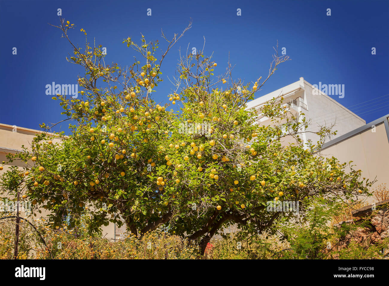 Fruit tree greece hi-res stock photography and images - Alamy