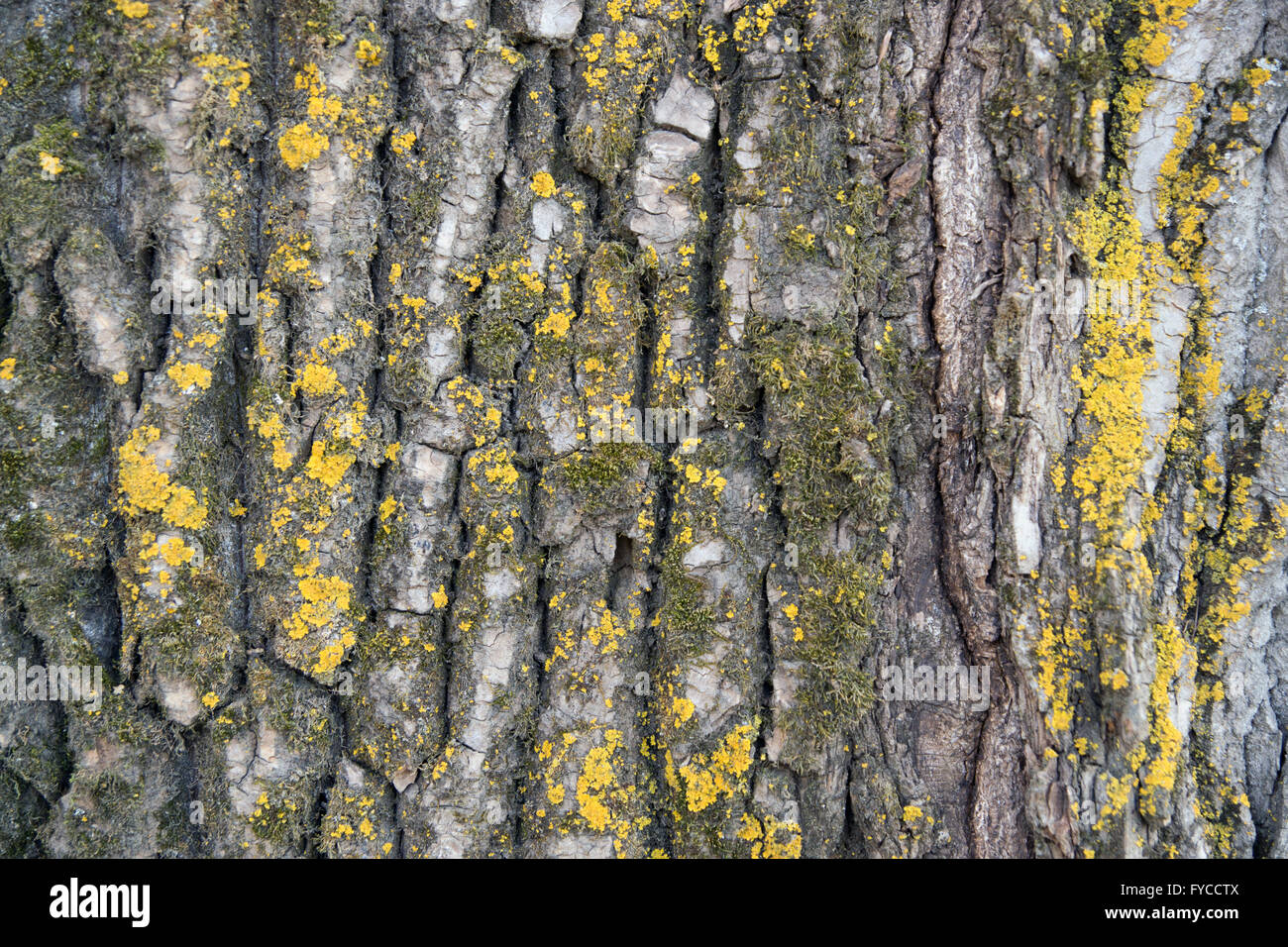 The structure of poplar bark - texture close up Stock Photo - Alamy