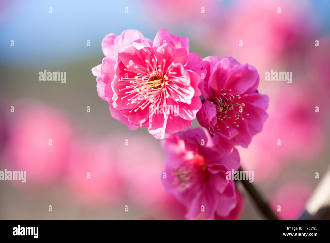 The scent of spring133 Stock Photo - Alamy