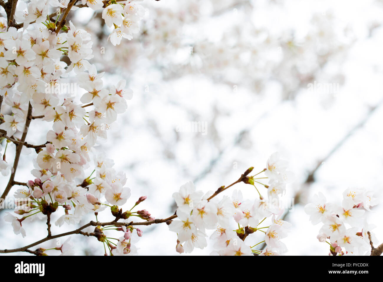 The scent of spring151 Stock Photo - Alamy