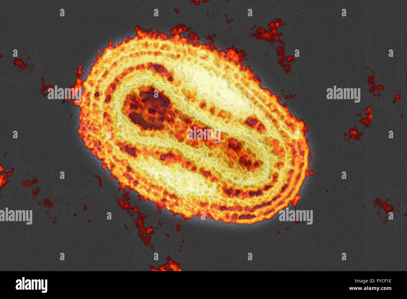 POX VIRUS, TEM Stock Photo, Royalty Free Image: 102922778 - Alamy