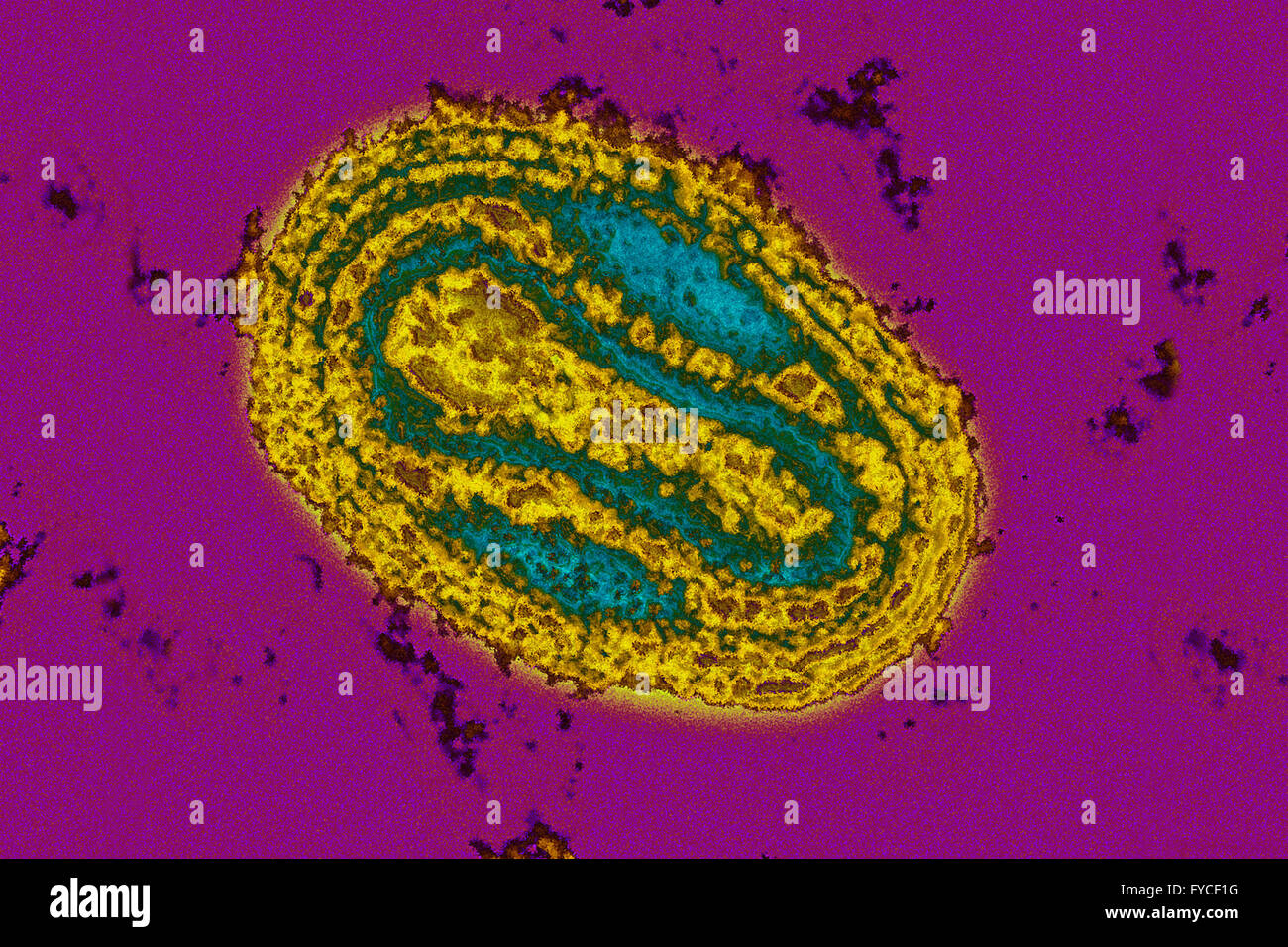 Pox virus hi-res stock photography and images - Alamy