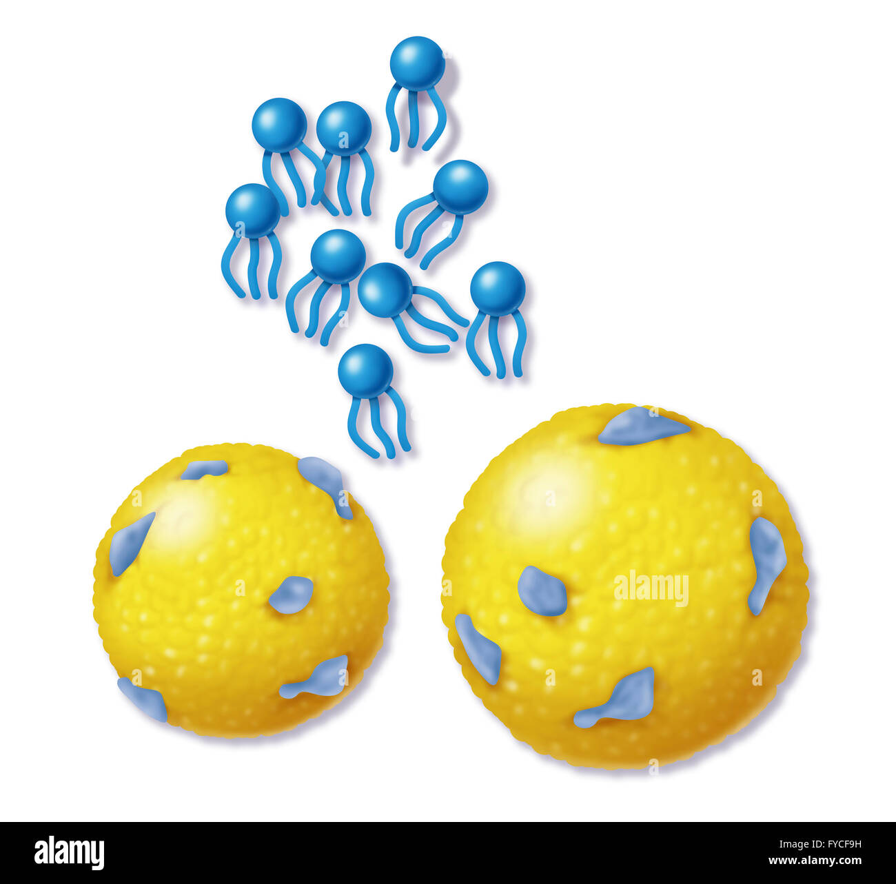 Lipoprotein hi-res stock photography and images - Alamy