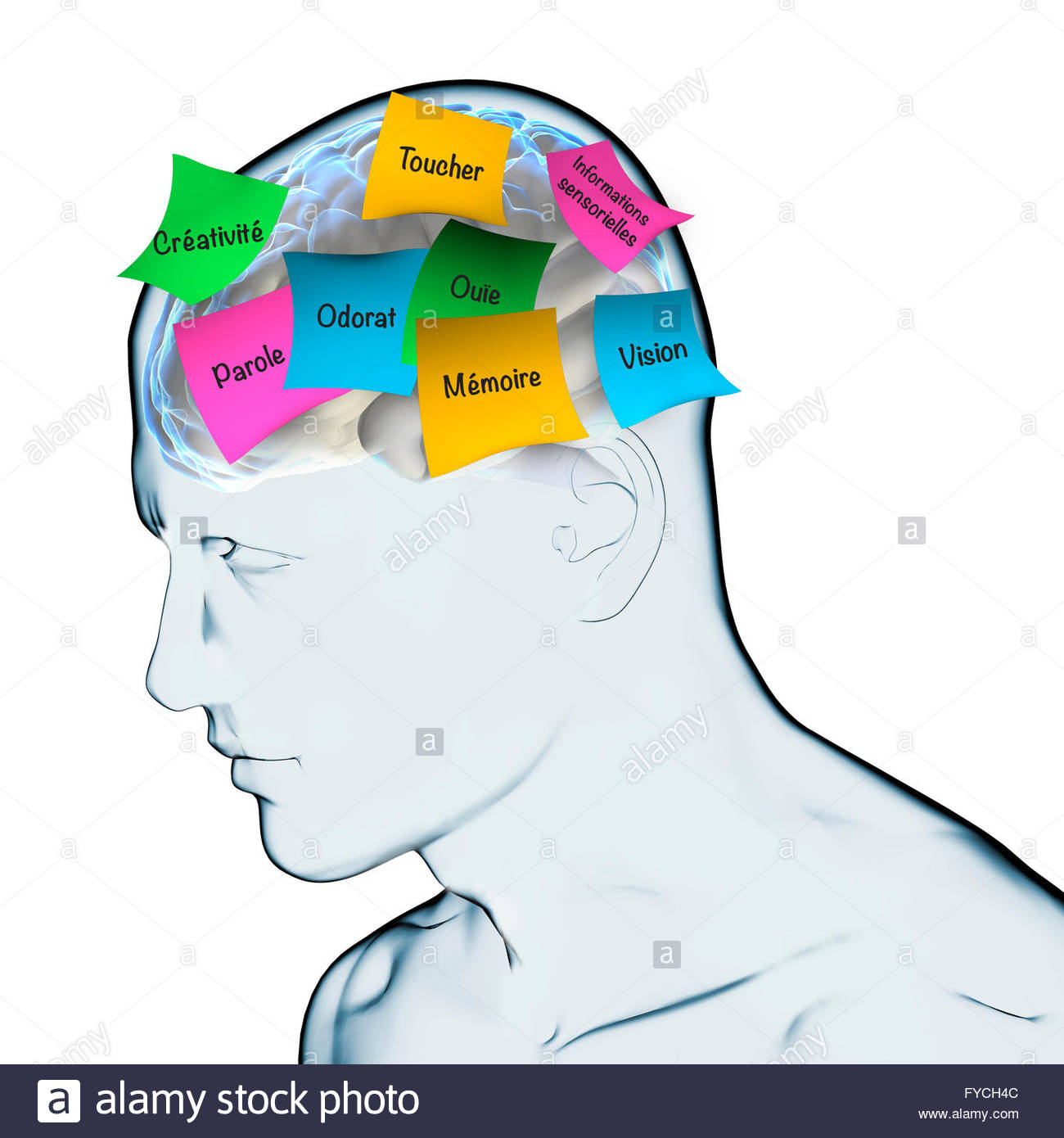 Auditory cortex function - summersery