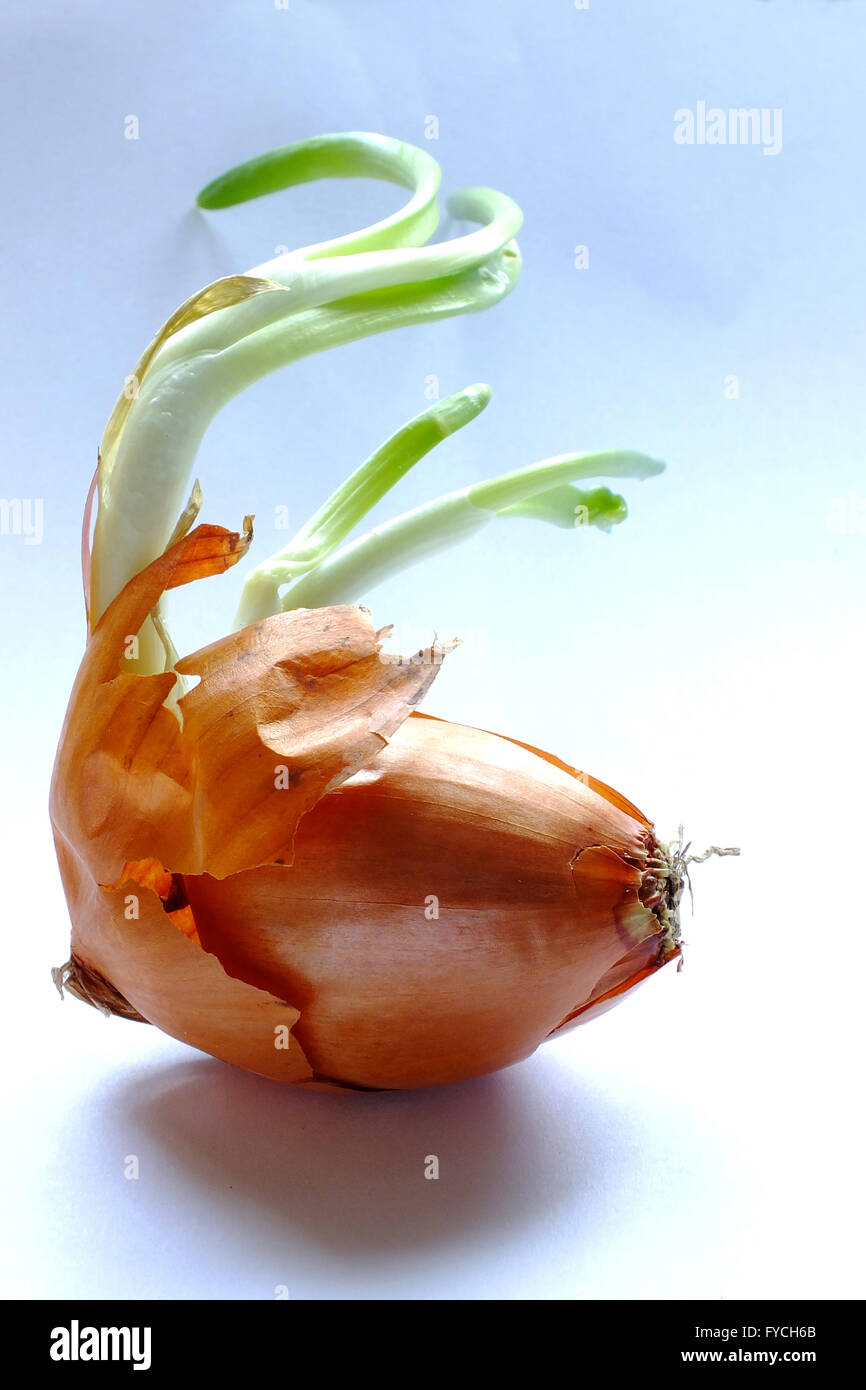 Onion interior hi-res stock photography and images - Alamy