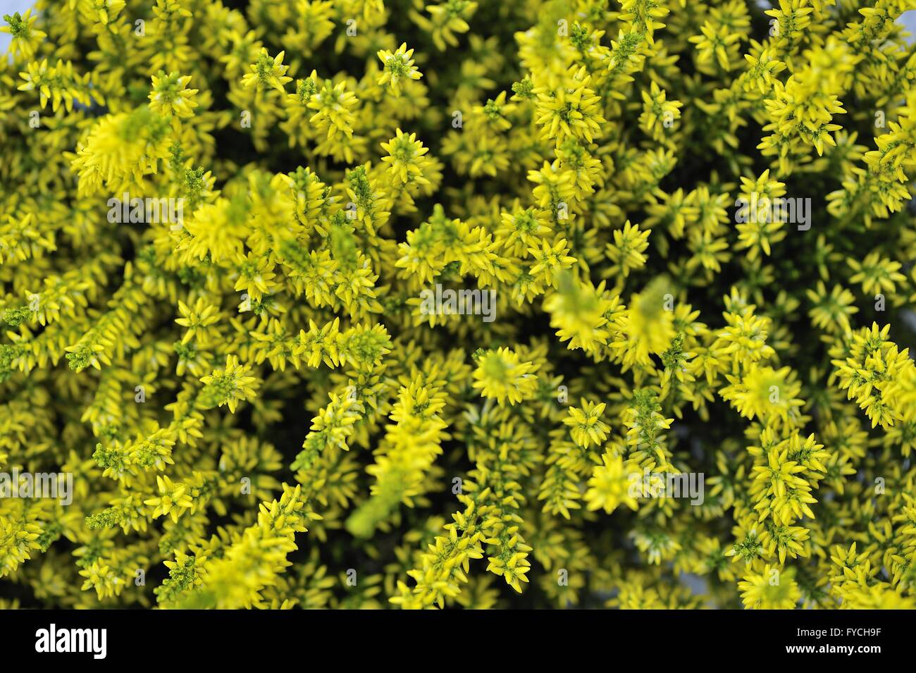 Erica Sp Stock Photos & Erica Sp Stock Images - Alamy