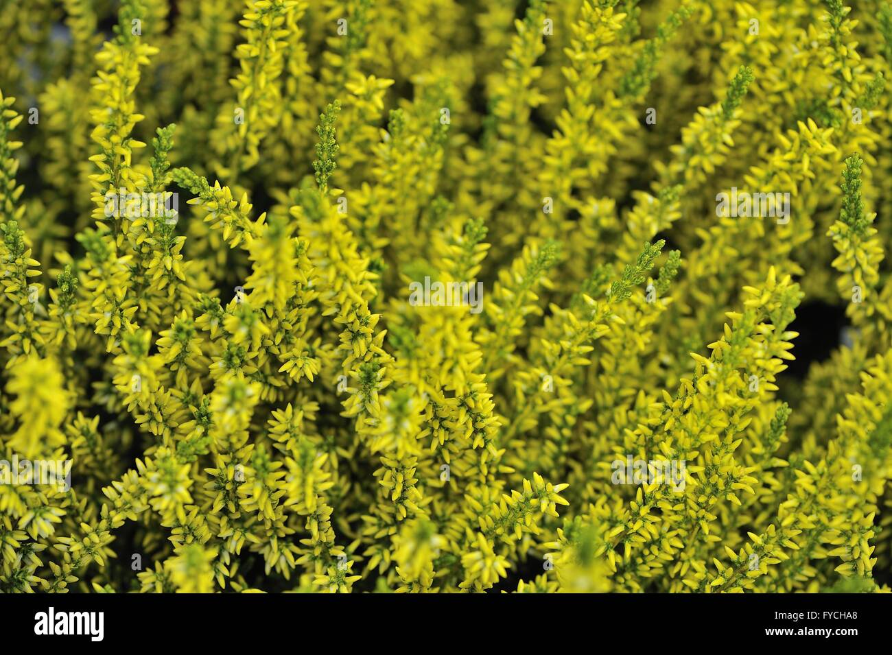 Erica erica sp hi-res stock photography and images - Alamy