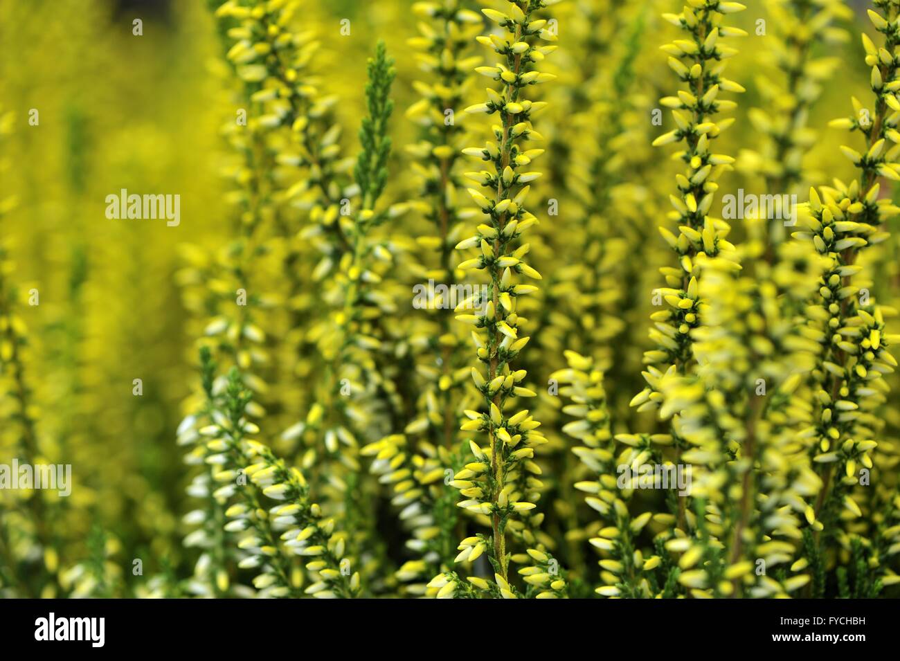 Erica erica sp hi-res stock photography and images - Alamy