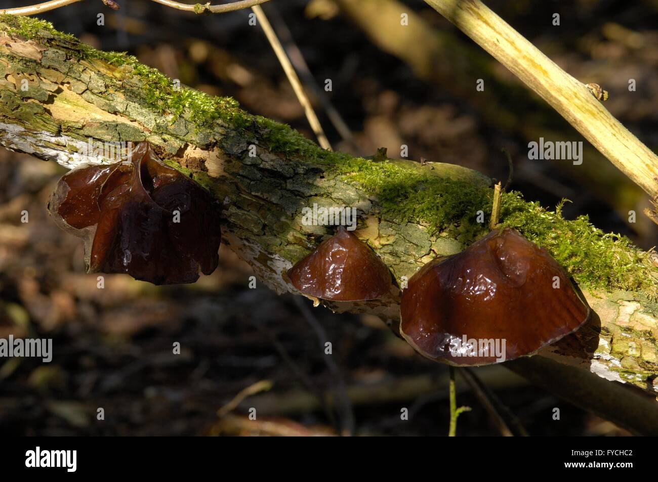 Jew's Ear - Wood Ear - Jelly Ear (Auricularia auricula judae - Hirneola ...