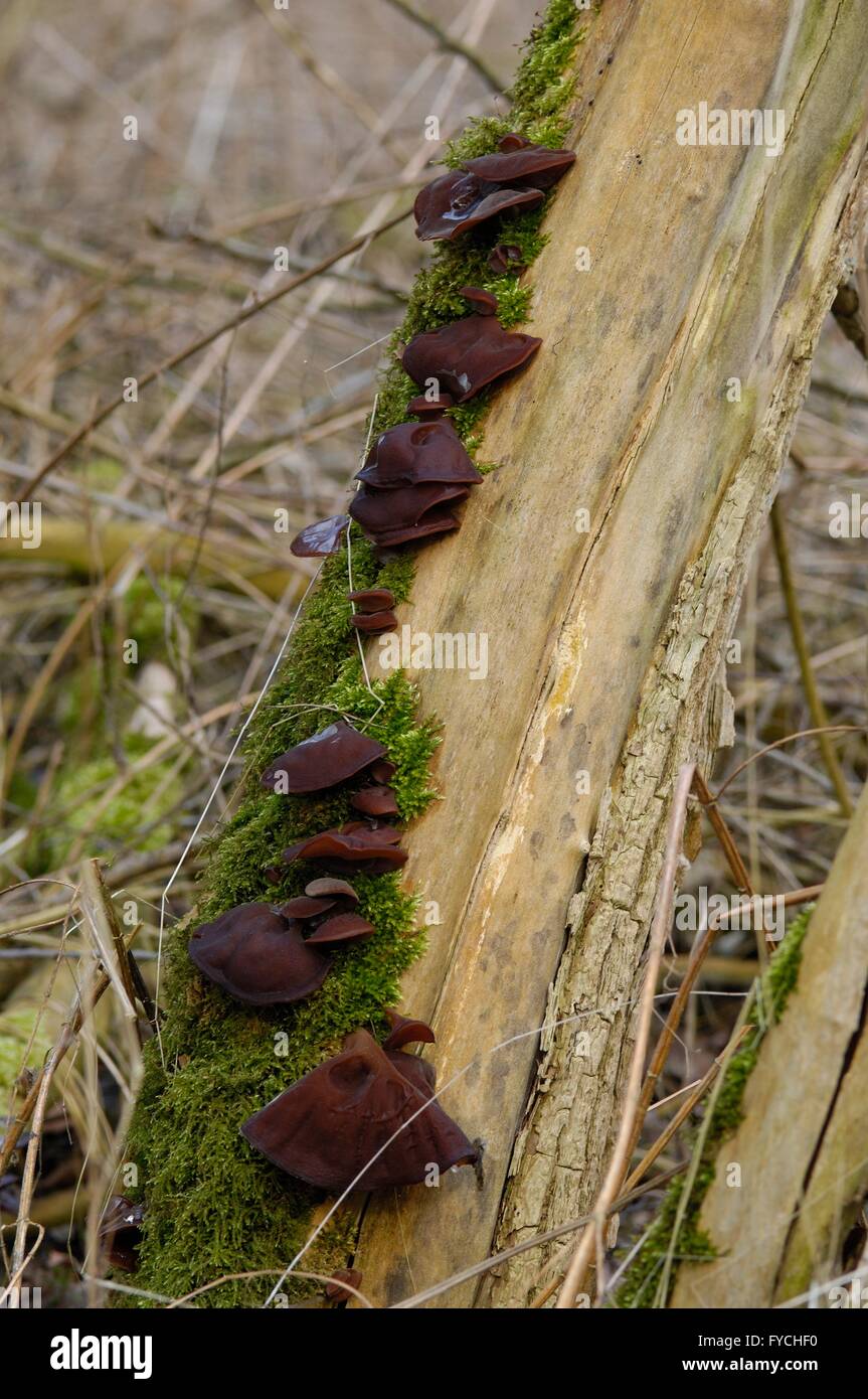 Jew's Ear - Wood Ear - Jelly Ear (Auricularia auricula judae - Hirneola ...