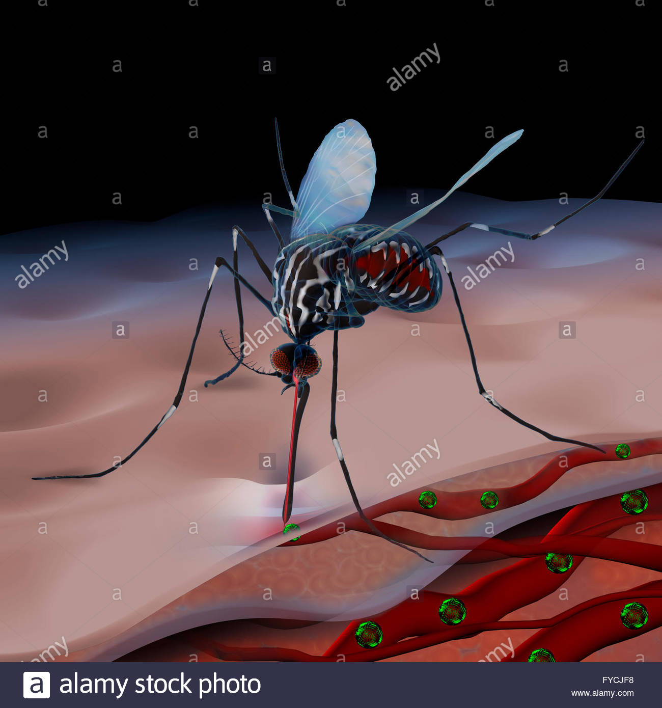 Dengue Fever Bite Stock Photos & Dengue Fever Bite Stock Images - Alamy