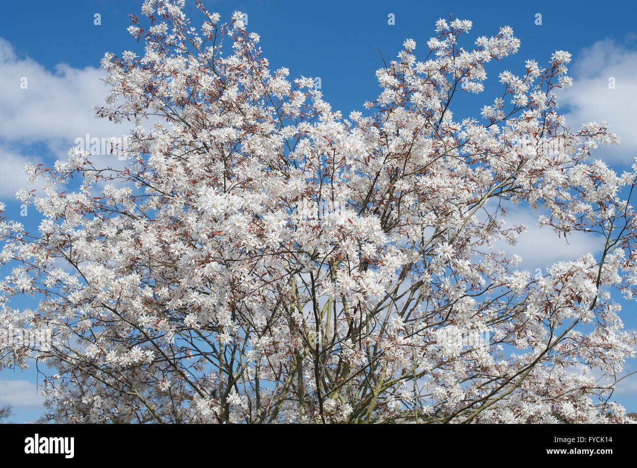 Amelanchier laevis. Allegheny serviceberry / Juneberry tree in flower ...