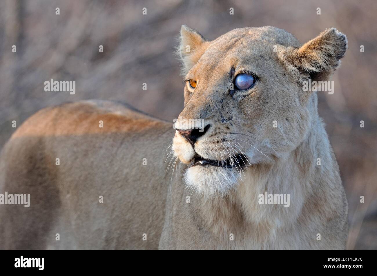 Lioness (Panthera leo), female, with a blind eye, Kruger National Park ...