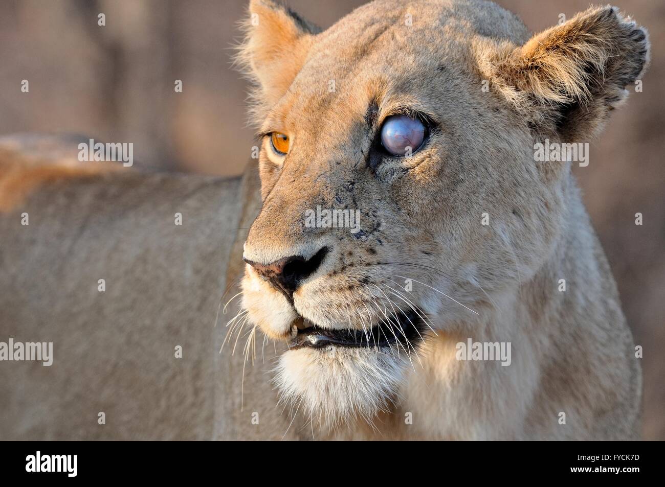 Lioness (Panthera leo), female, with a blind eye, Kruger National Park ...