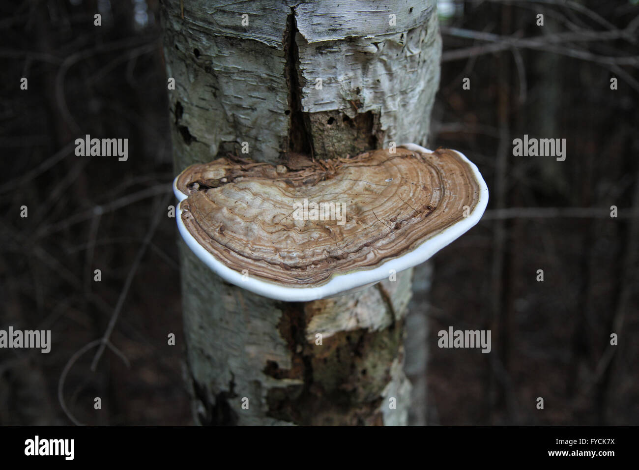 Tree Fungus on a tree in a Canadian forest Stock Photo - Alamy
