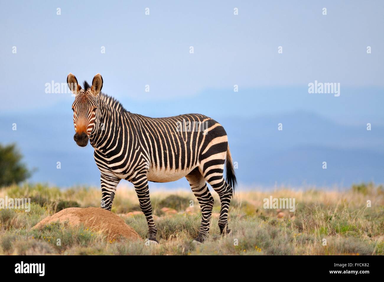 Cape Mountain Zebra (Equus zebra zebra), adult male, Mountain Zebra ...