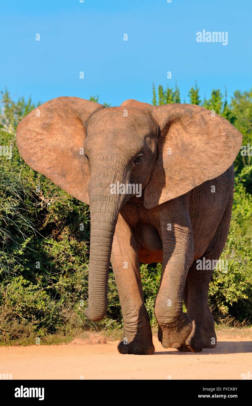 African Elephant (Loxodonta africana), female walking on the gravel ...