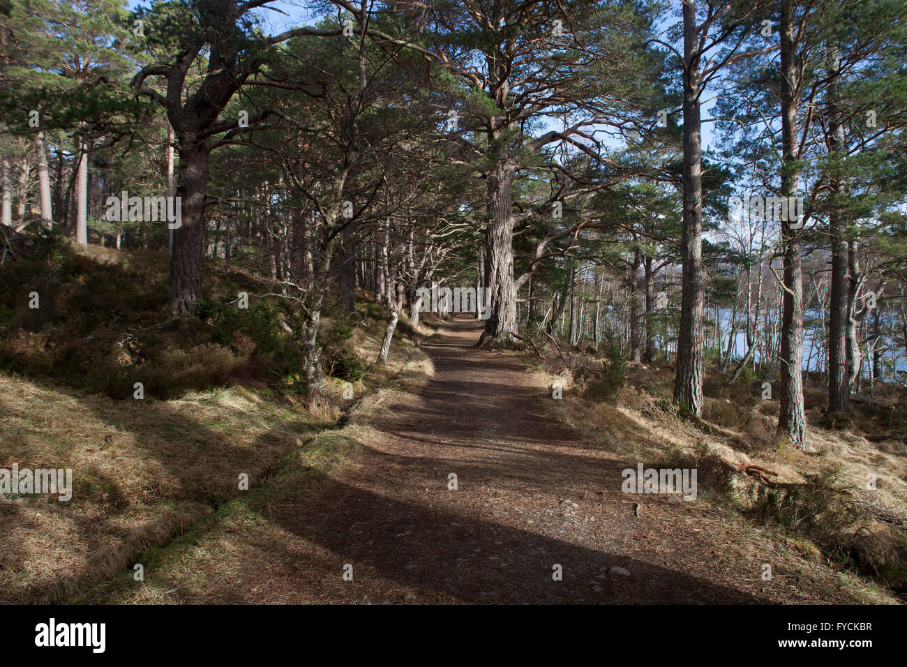 Shade of forest hi-res stock photography and images - Alamy