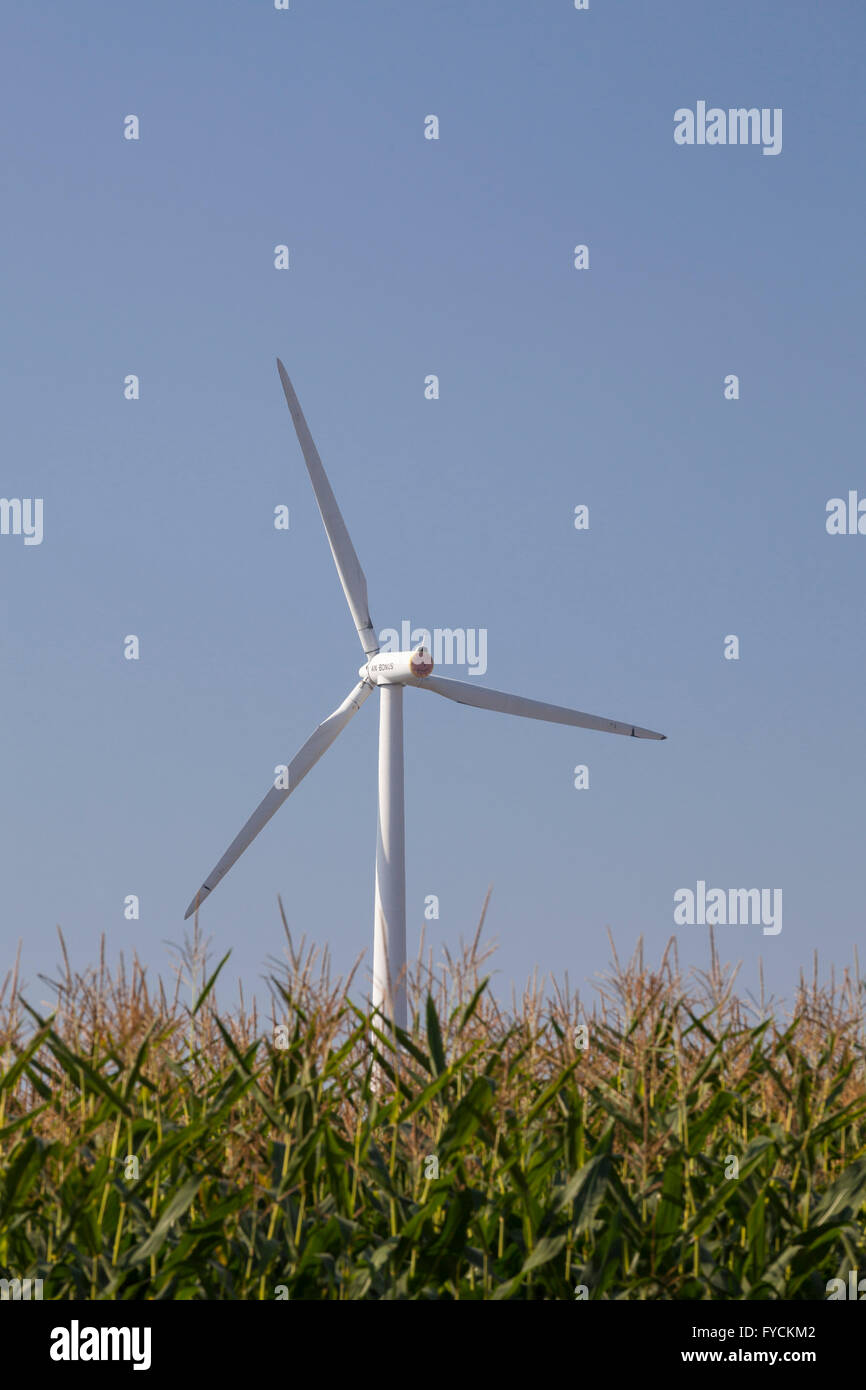 Wind turbine behind a maize field, Bornekamptal valley, Unna, Ruhr Area ...
