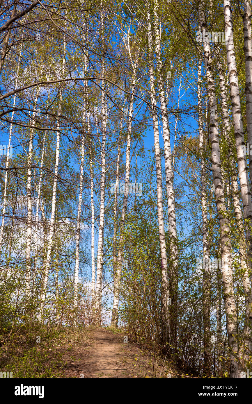 Europe, Germany, North Rhine-Westphalia, young birch trees Stock Photo ...