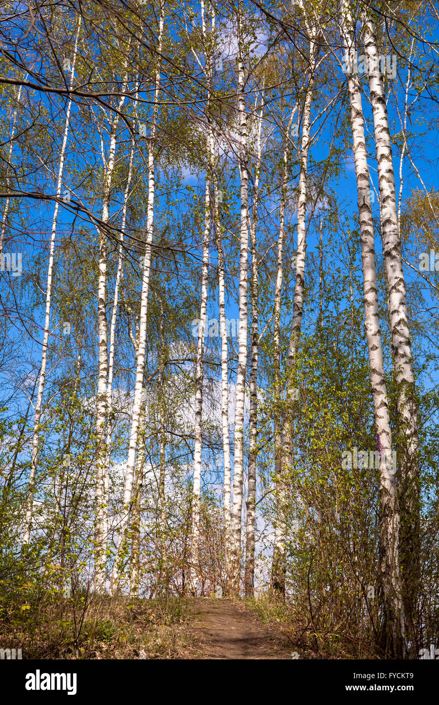 Europe, Germany, North Rhine-Westphalia, young birch trees Stock Photo ...