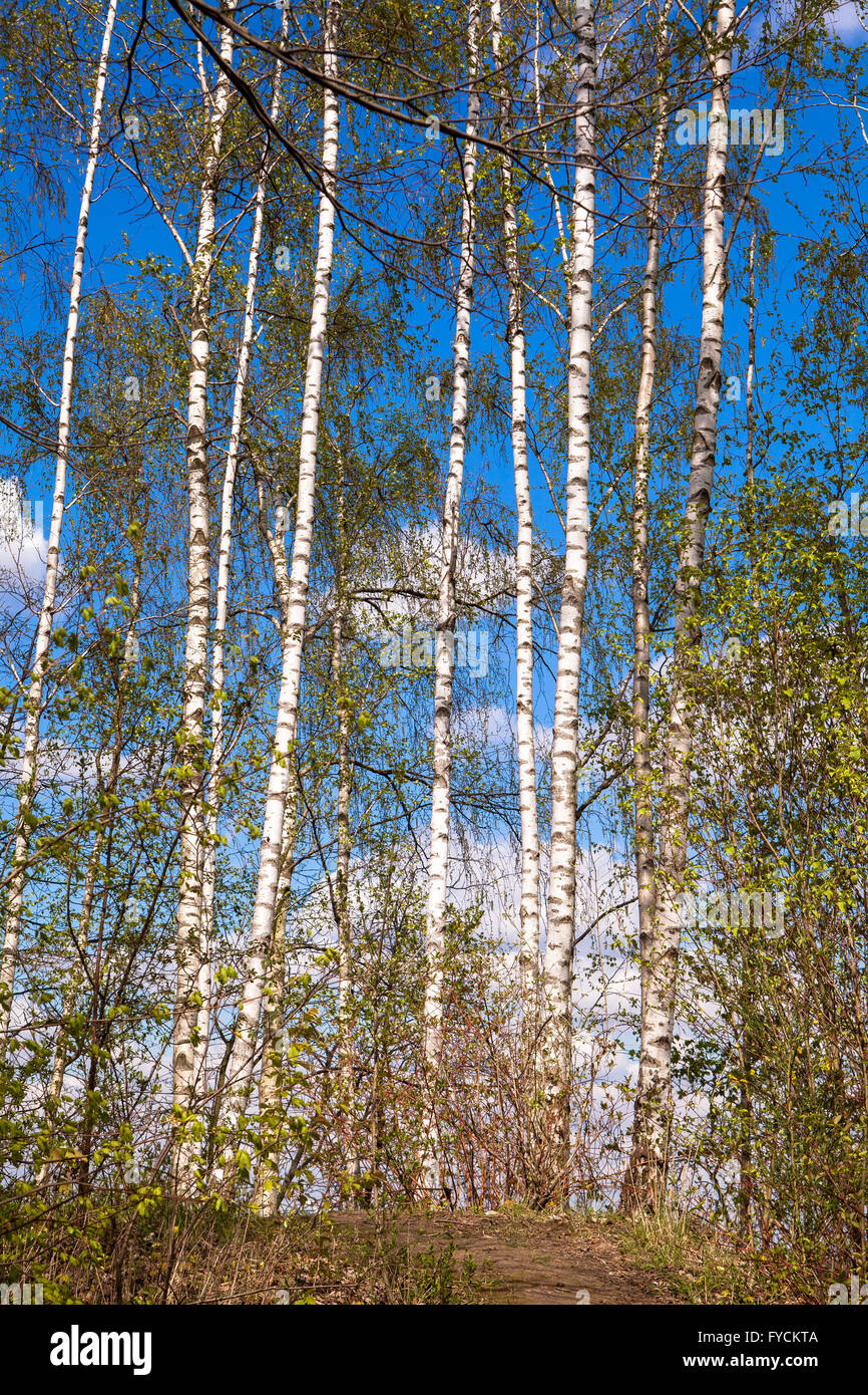 Europe, Germany, North Rhine-Westphalia, young birch trees Stock Photo ...