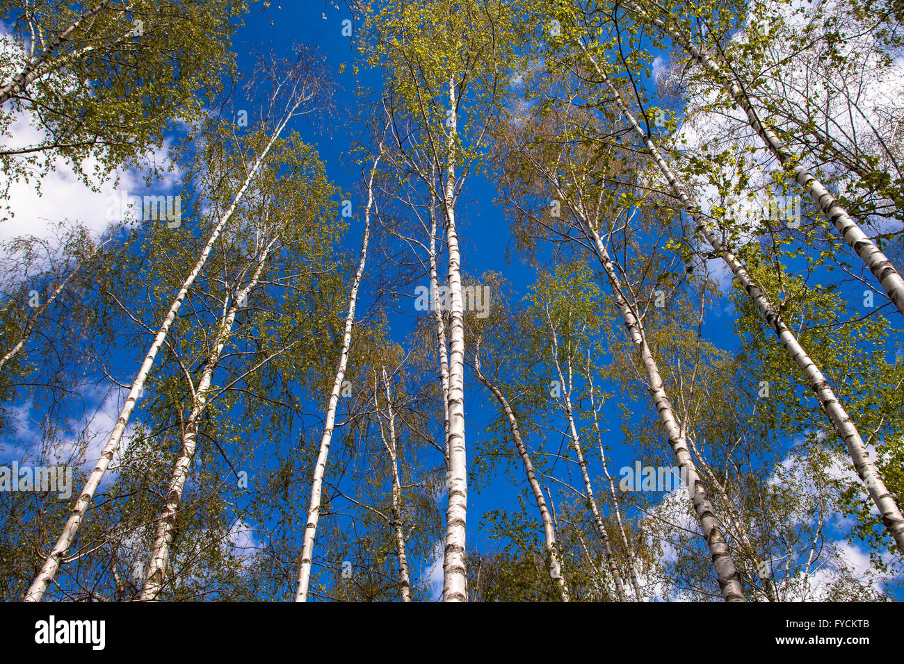 Europe, Germany, North Rhine-Westphalia, young birch trees Stock Photo ...