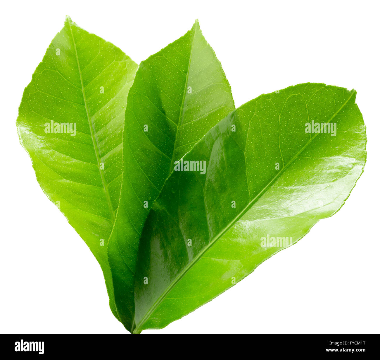 Lemon Leaf Information