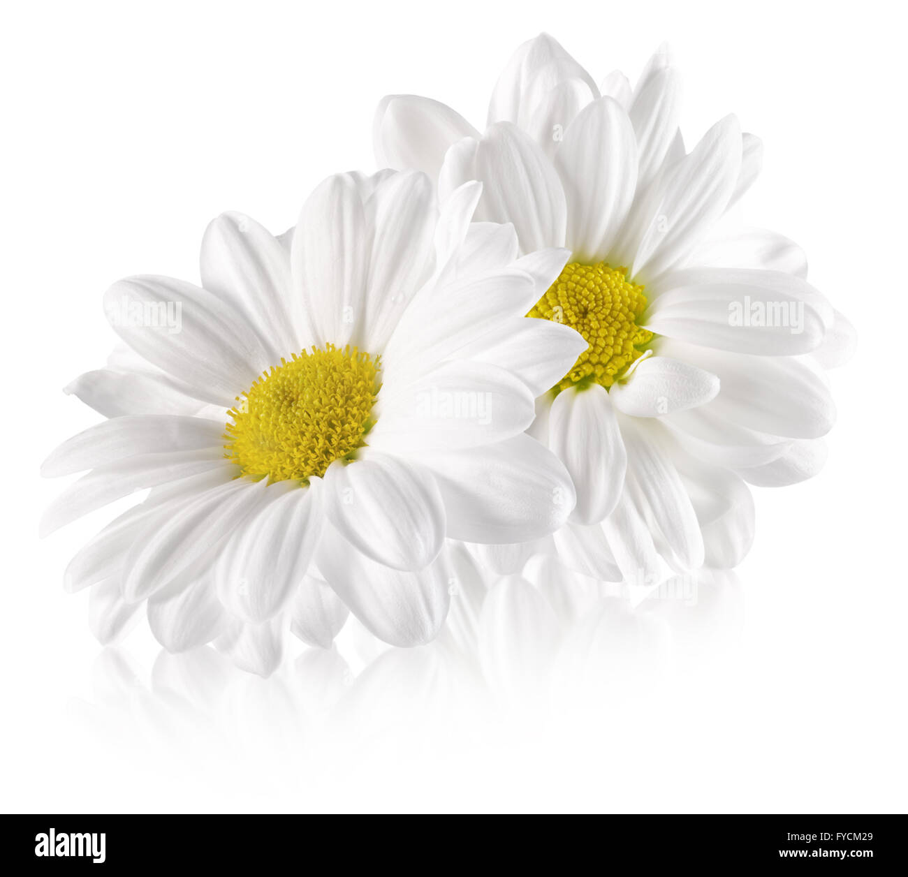Daisy background Cut Out Stock Images & Pictures - Alamy