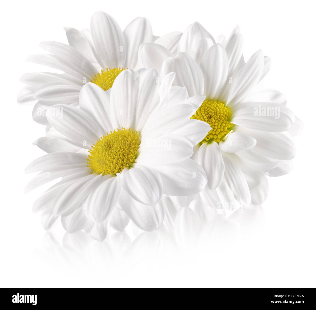 Isolated daisy flowers hi-res stock photography and images - Alamy