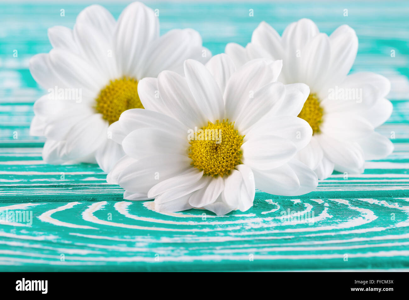 Daisy green background hi-res stock photography and images - Alamy
