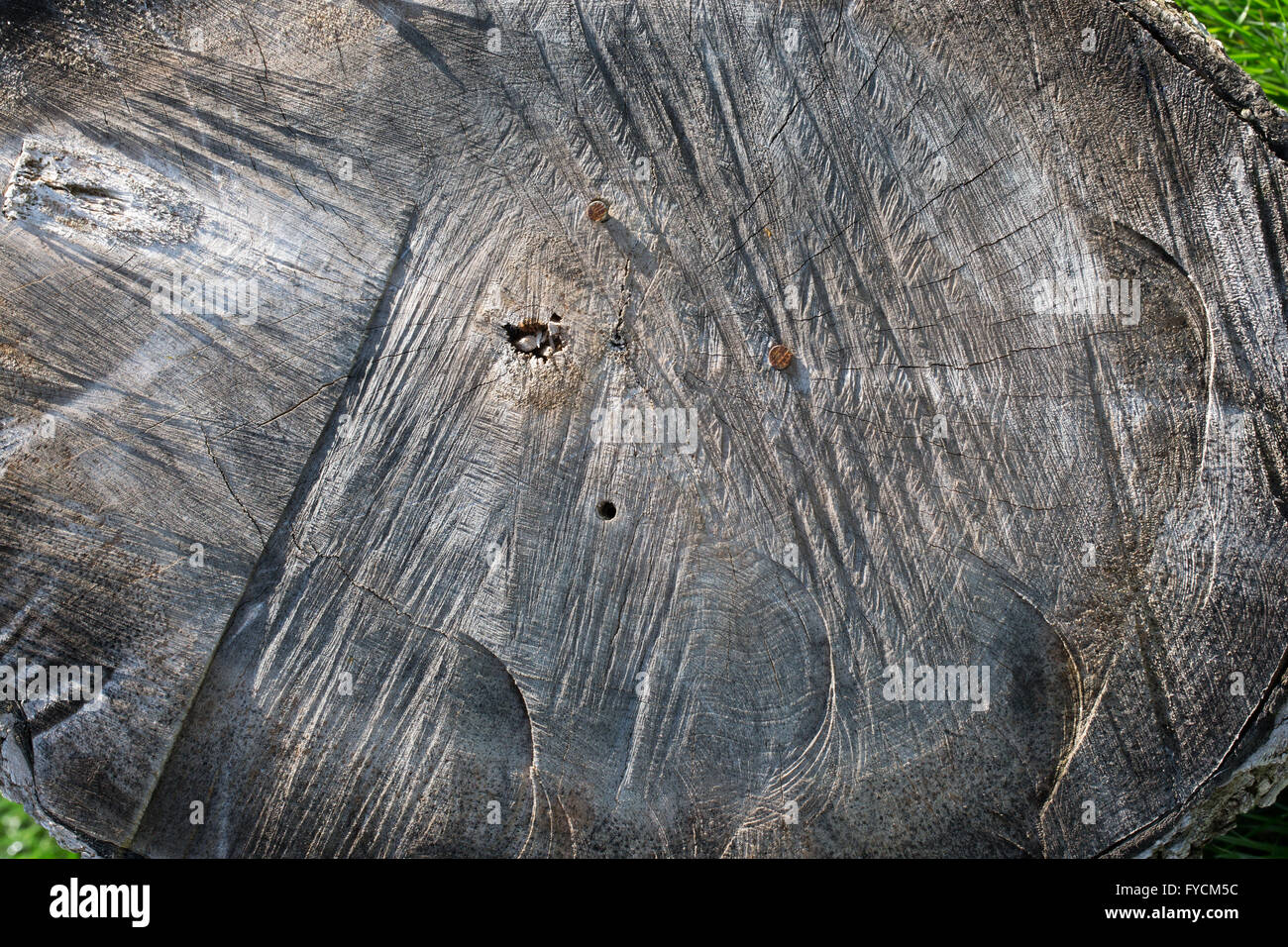 Tree stump stone hi-res stock photography and images - Alamy
