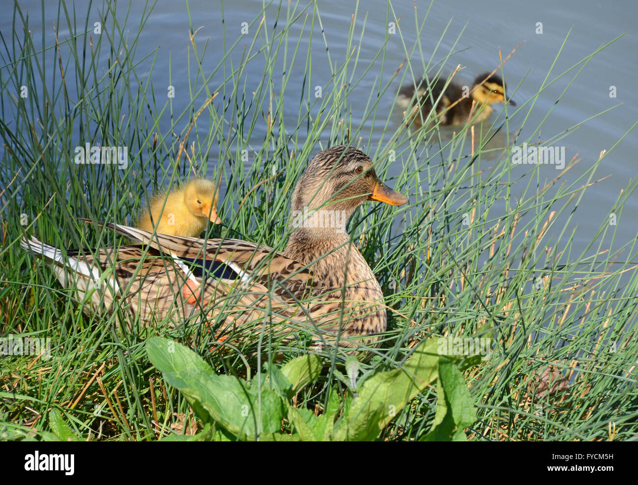 mother duck and ducklings Stock Photo - Alamy