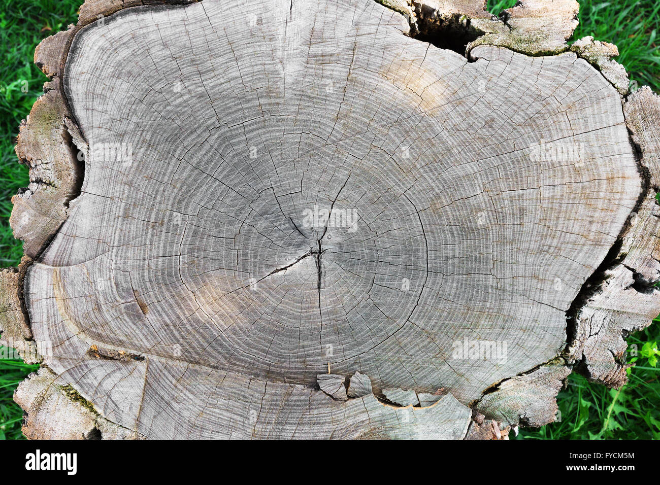 Stone tree stump hi-res stock photography and images - Alamy