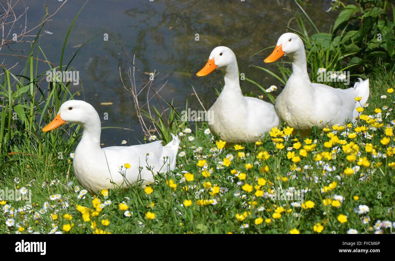 White families hi-res stock photography and images - Alamy