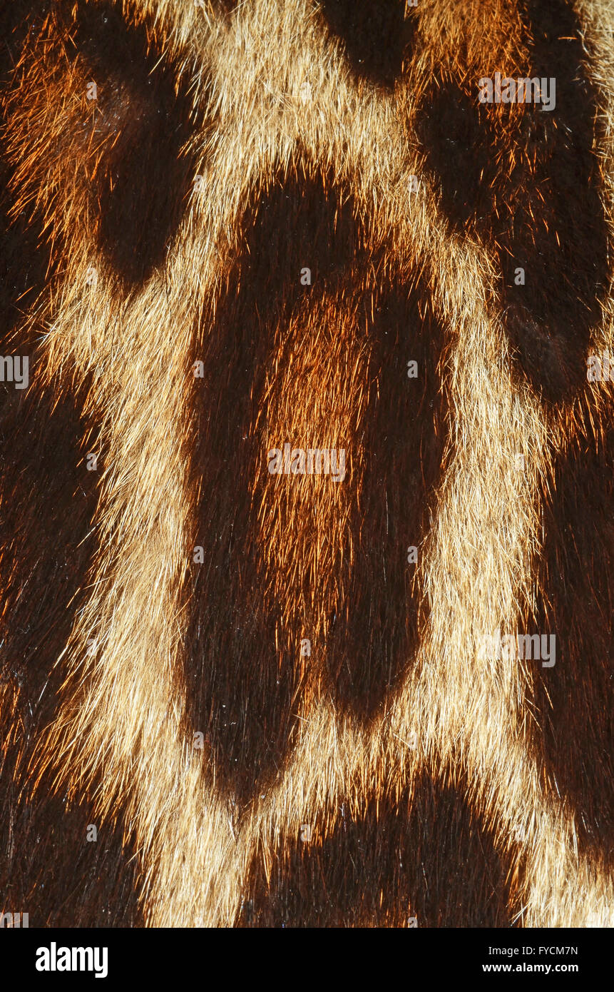 Macro fur High Resolution Stock Photography and Images - Alamy